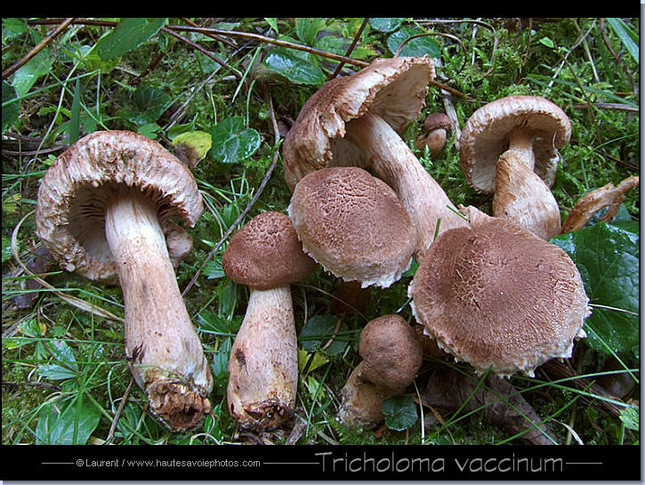 Tricholome couleur de vache - Tricholoma vaccinum - champignon à lames ...