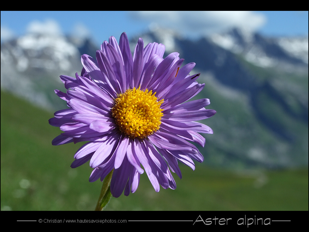 Grande Photo d'une Aster des Alpes - Aster alpina