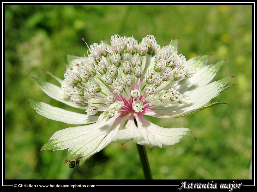 Grande Photo d'une Grande Astrance - Astrantia major