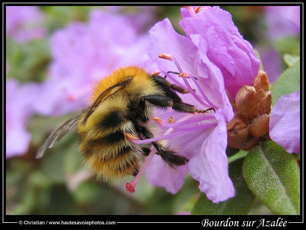Grande photo d'un Bourdon Roux - Bombus pascuorum - Ordre des Hyménoptères